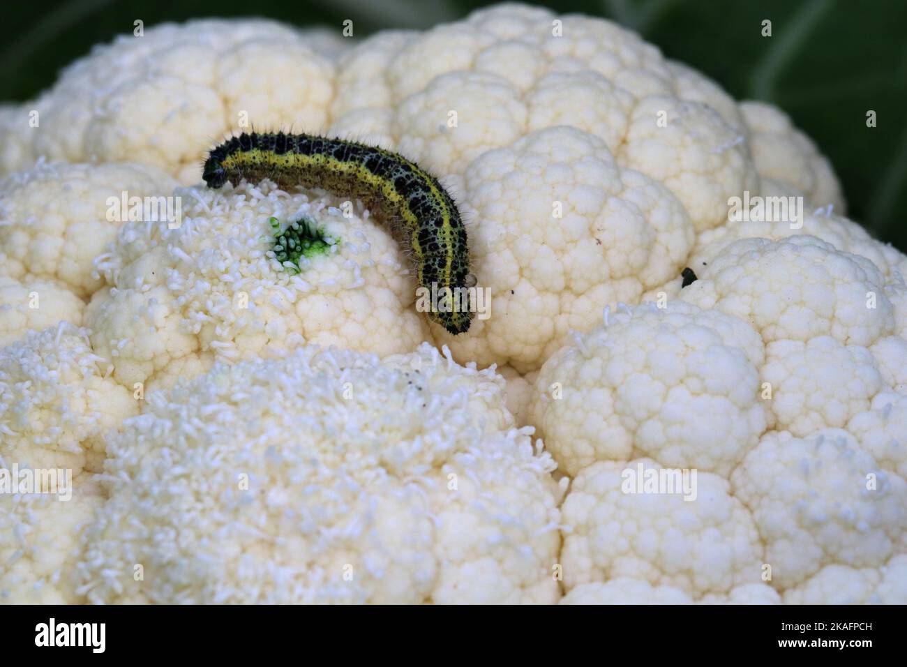 The caterpillar eats cauliflower in the agricultural field. Vegetable ...