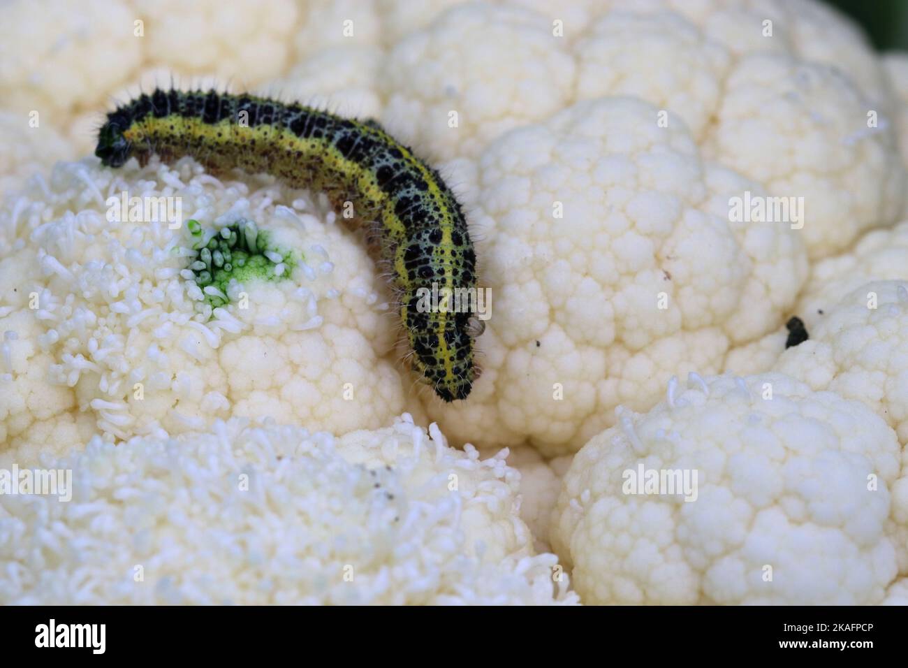 The caterpillar eats cauliflower in the agricultural field. Vegetable ...