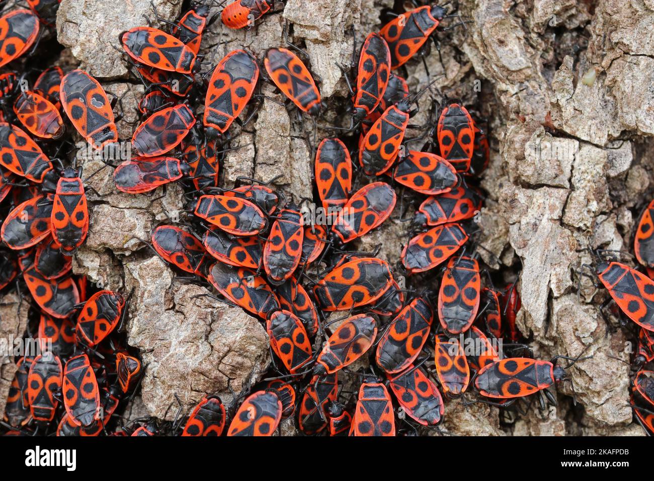 Fire bugs (Pyrrhocoris apterus) on a tree trunk Stock Photo - Alamy