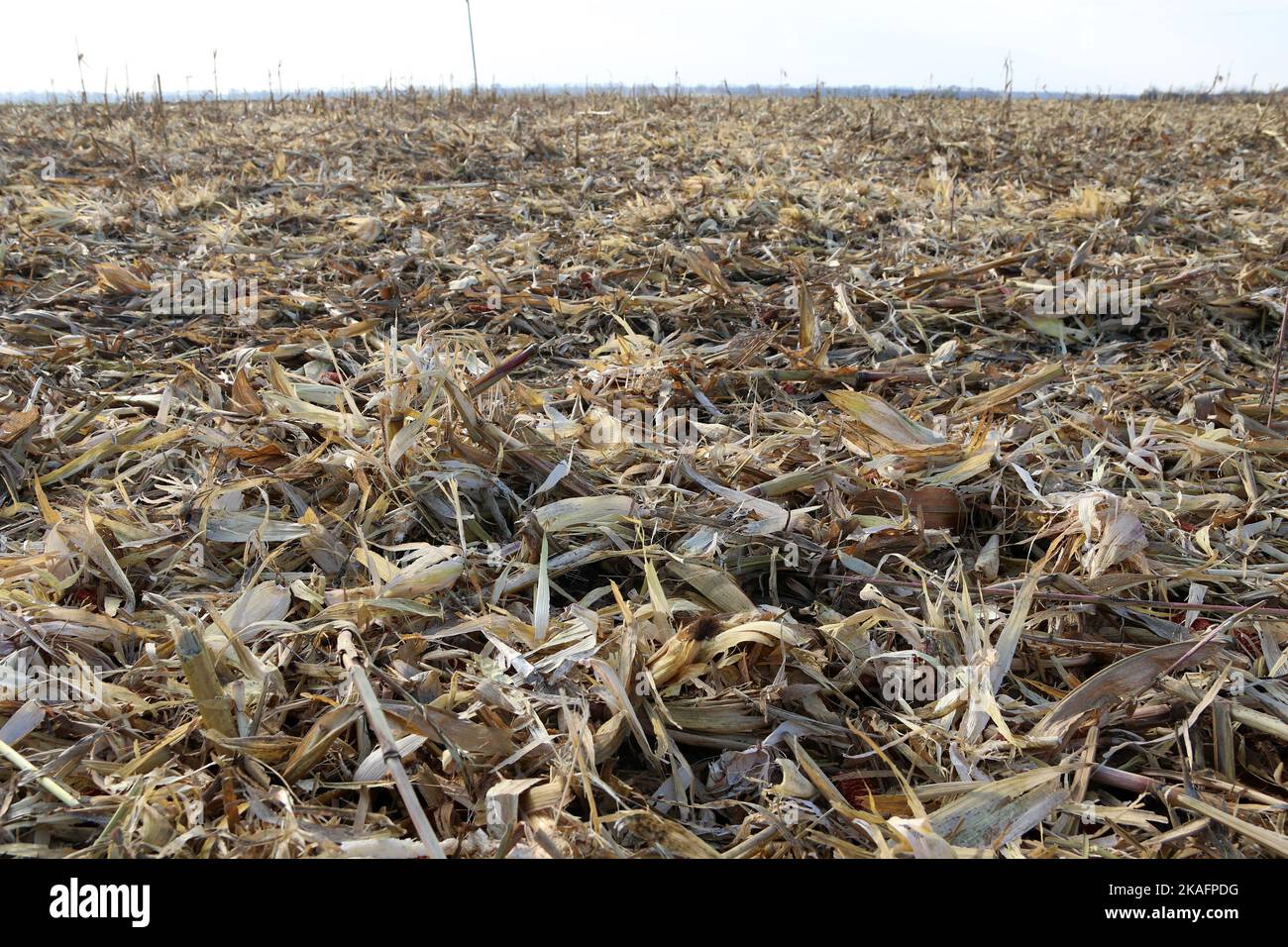 Agricultural field after harvesting corn. On the field are the remains ...