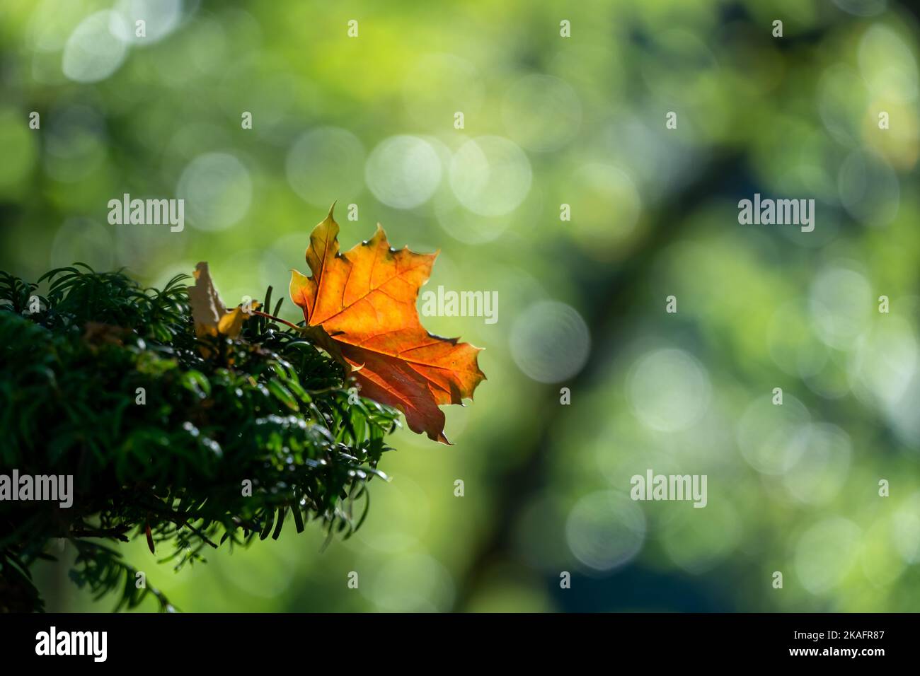 Autumn yellow leaves of oak tree in autumn park. Fall background with ...