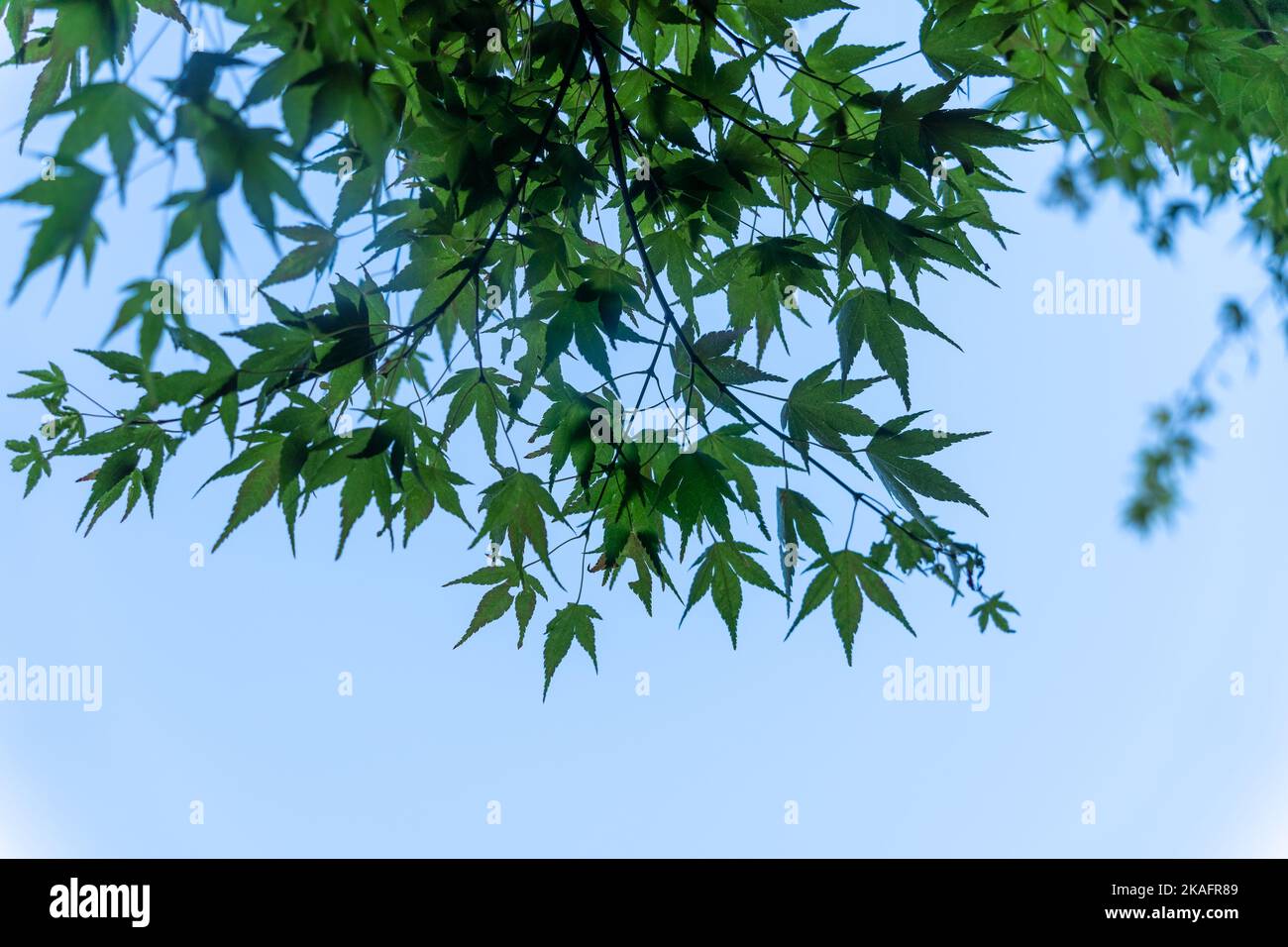 Bright leaves of maple tree against blue sky Stock Photo - Alamy