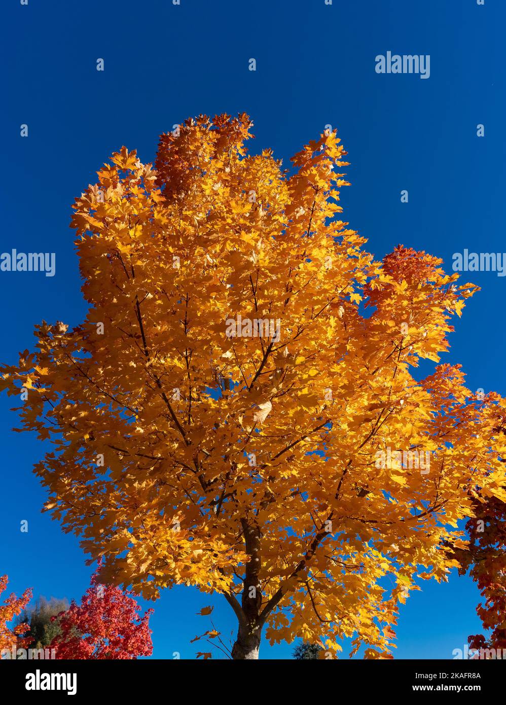Orange fall leaves on hi-res stock photography and images - Alamy