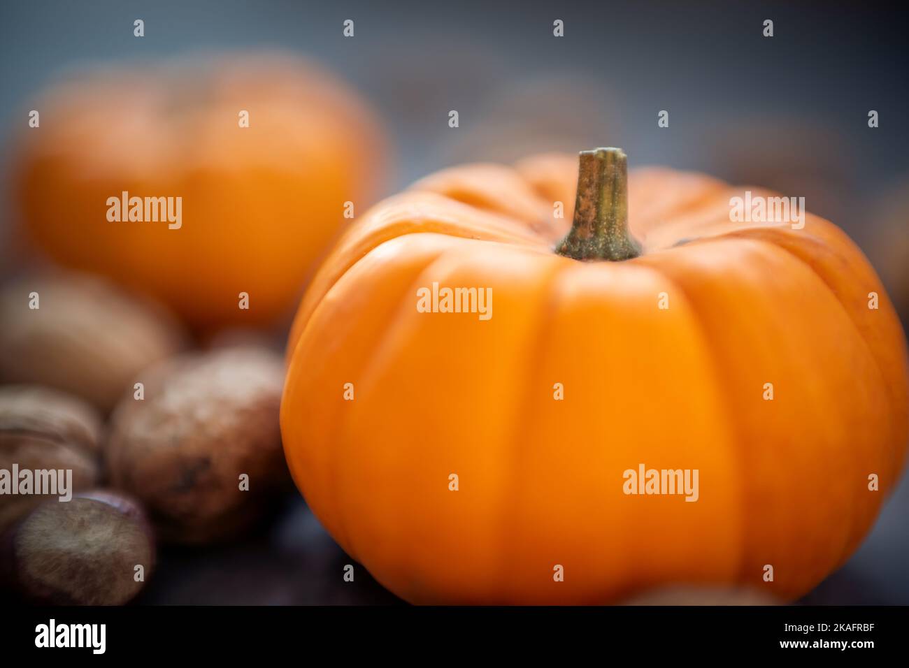 Autumn pumpkin and fall decor on a rustic wood background with copy ...