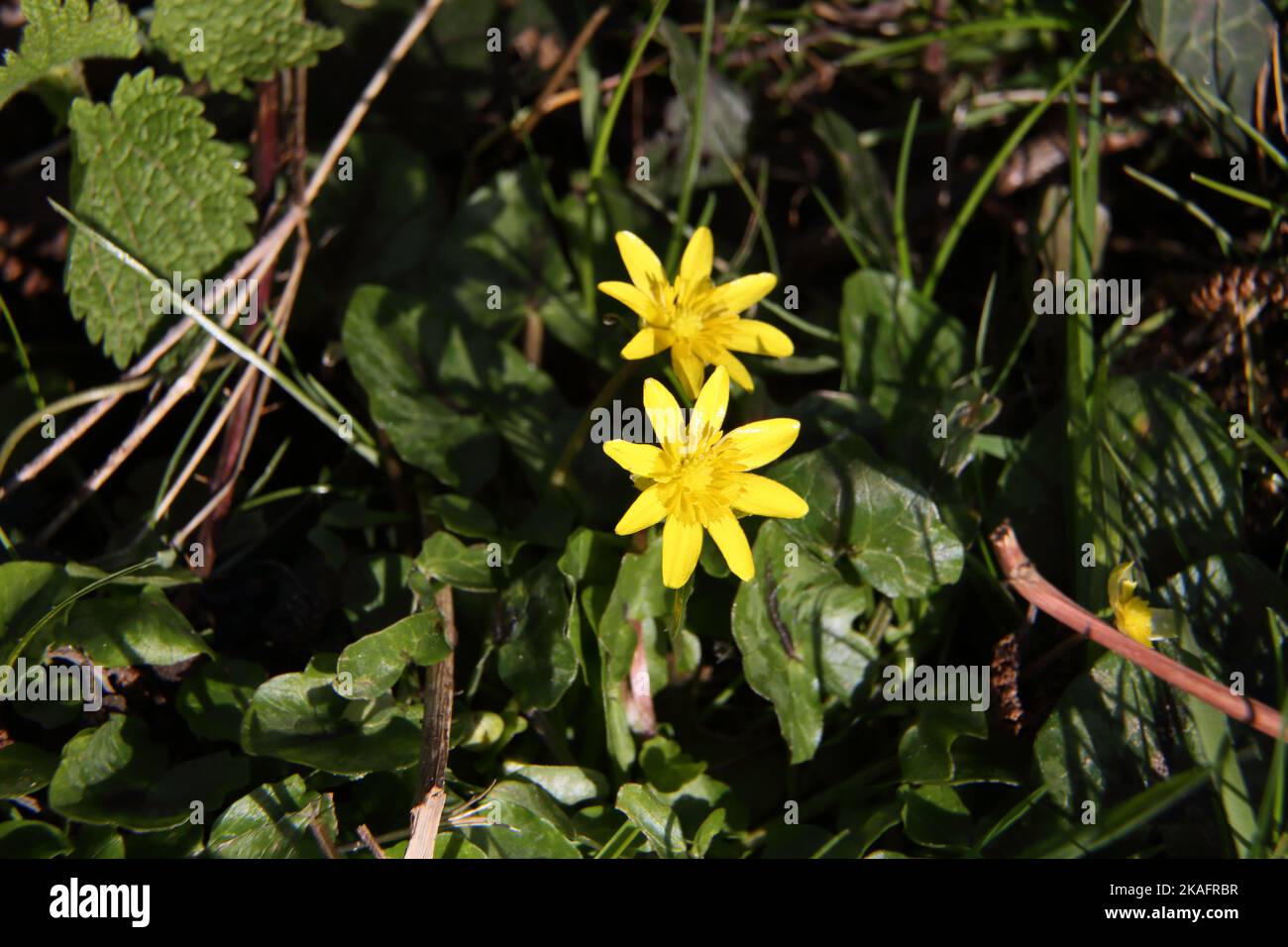 Lesser Celandine British Wildflower Stock Photo - Alamy