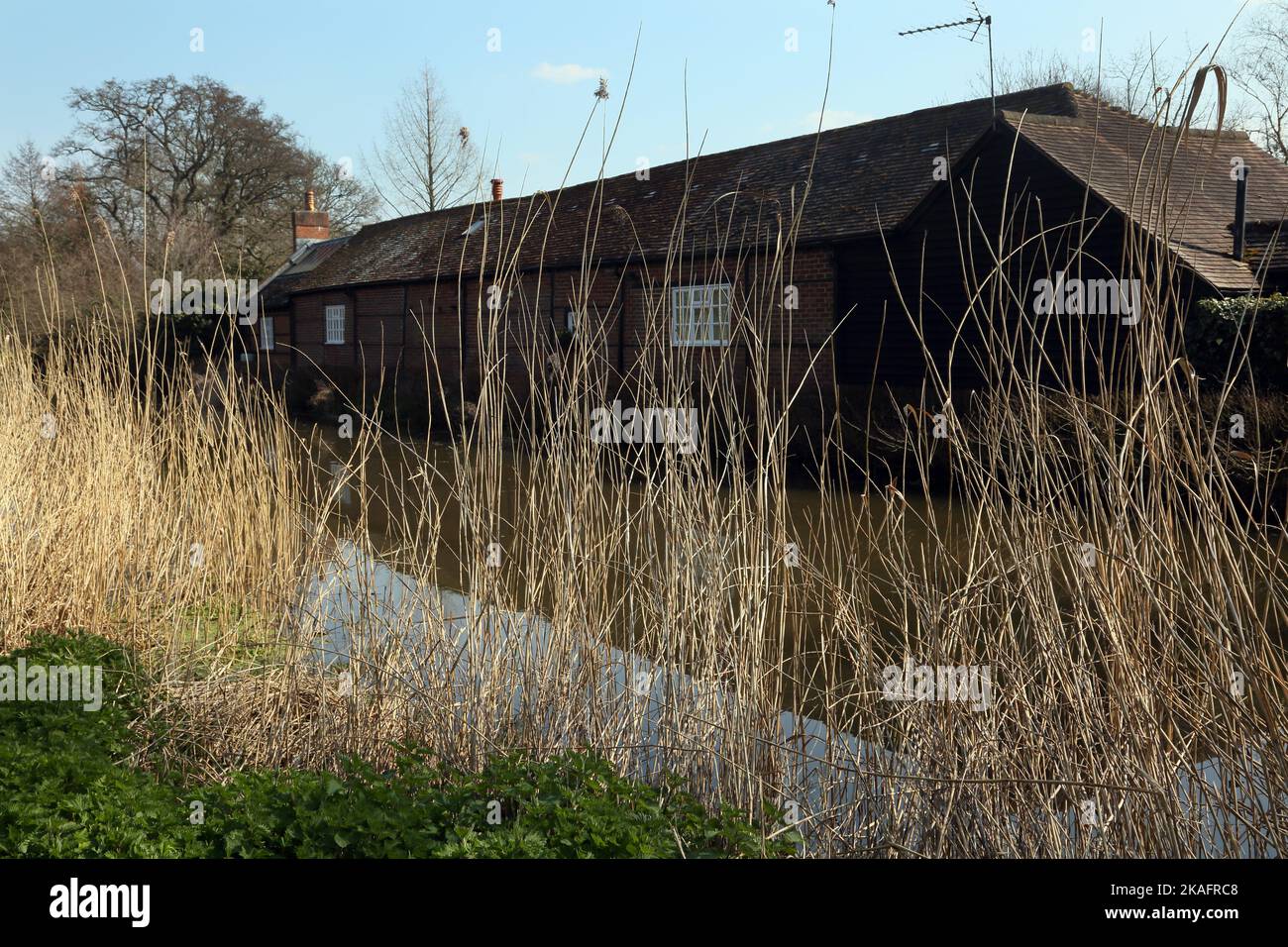 Dead plantlife hi-res stock photography and images - Alamy