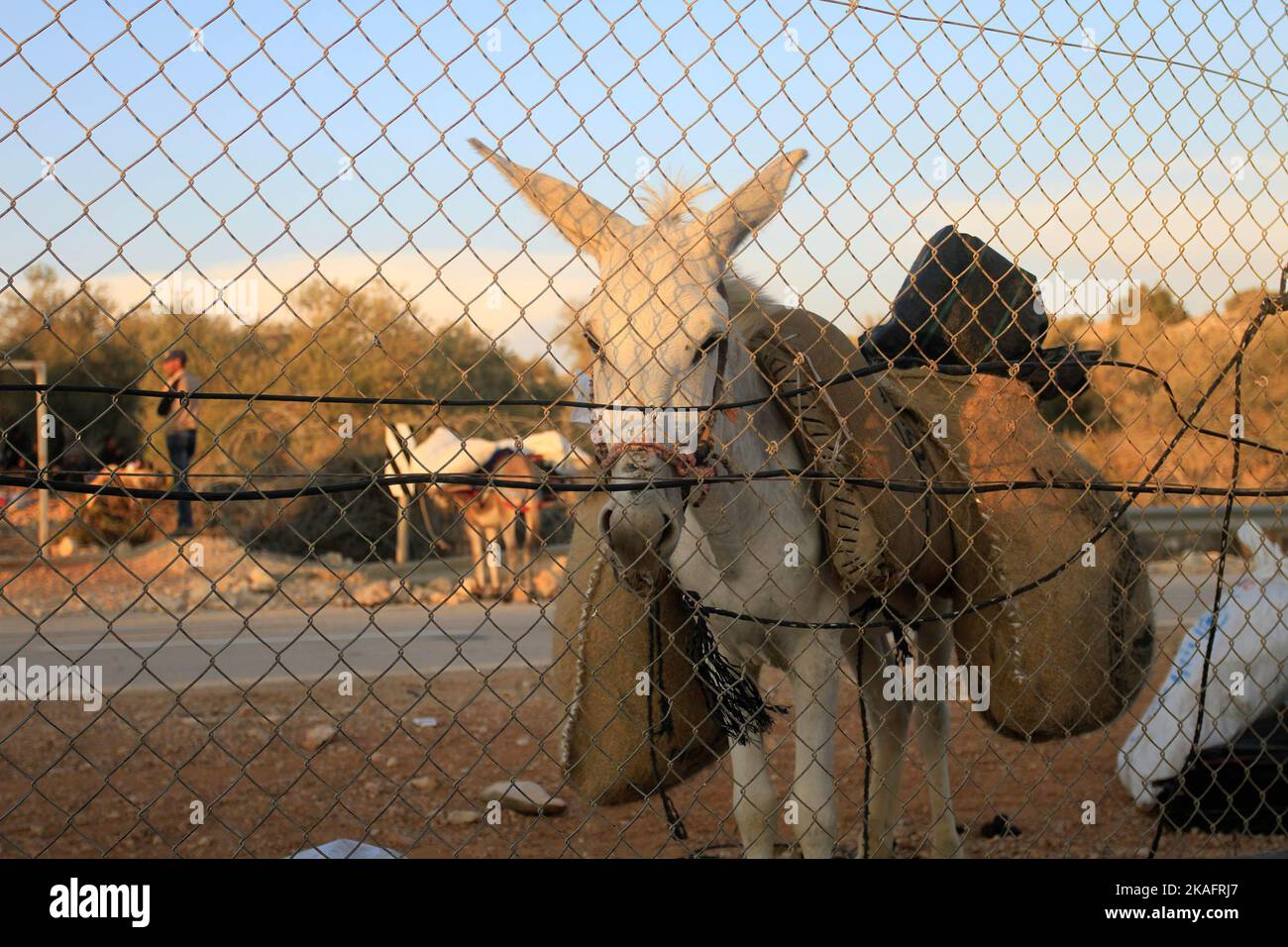 Israeli animals hi-res stock photography and images - Alamy