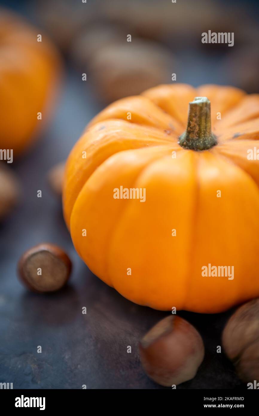 Autumn pumpkin and fall decor on a rustic wood background with copy ...