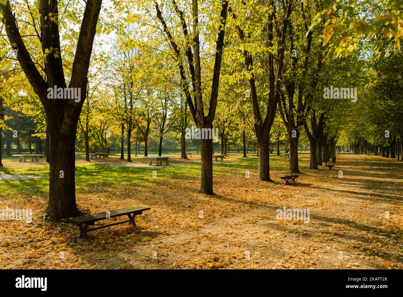 tree lined walkway in a beautiful autumn season , fallen leaves concept ...