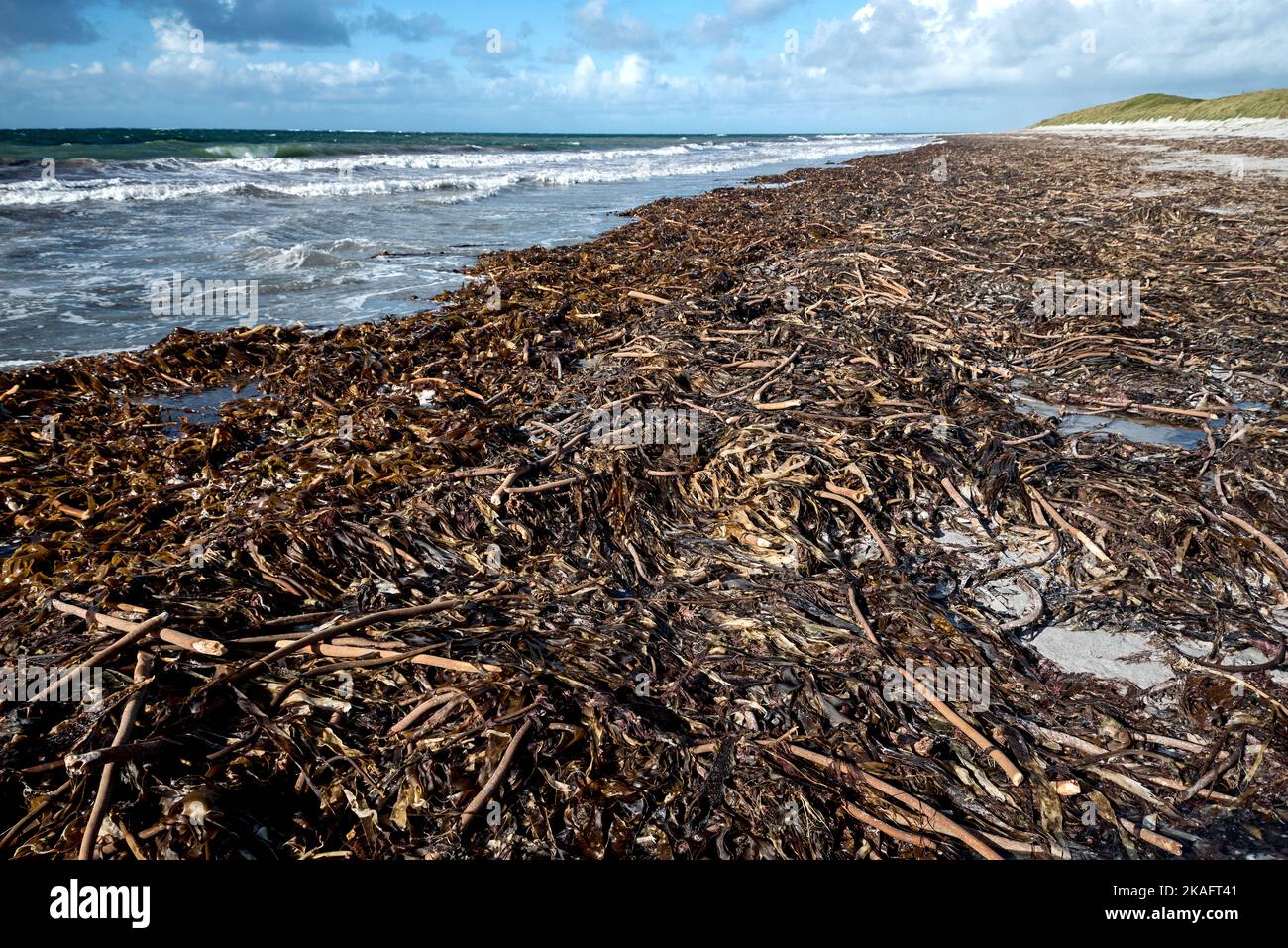 Large quantity of kelp washed up on the beach on South Uist in the ...