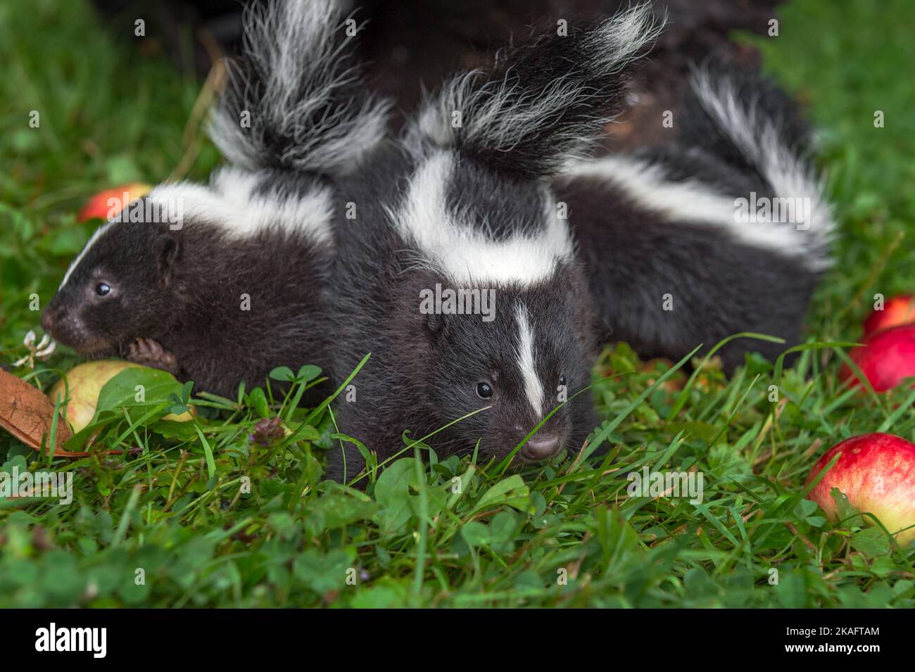 Three Striped Skunk (Mephitis mephitis) Kits Huddle Together Summer ...