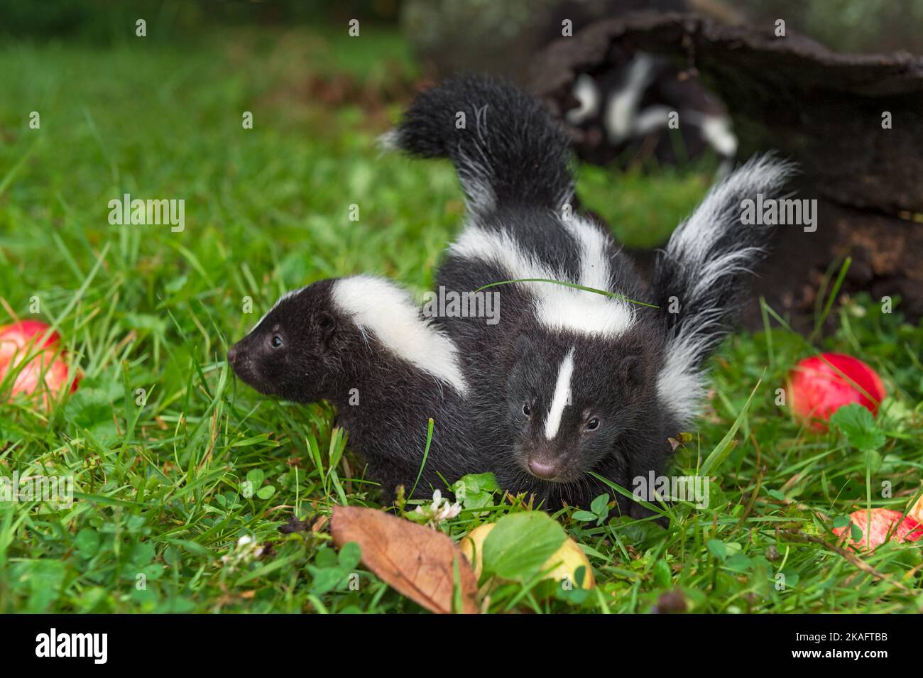 Striped Skunk (Mephitis mephitis) Kit Climbs Over Back of Sibling ...