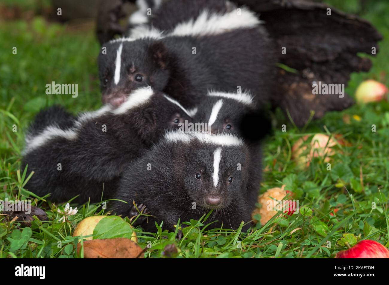 Striped Skunk (Mephitis mephitis) Kits Stacked Up Mother Behind Summer ...