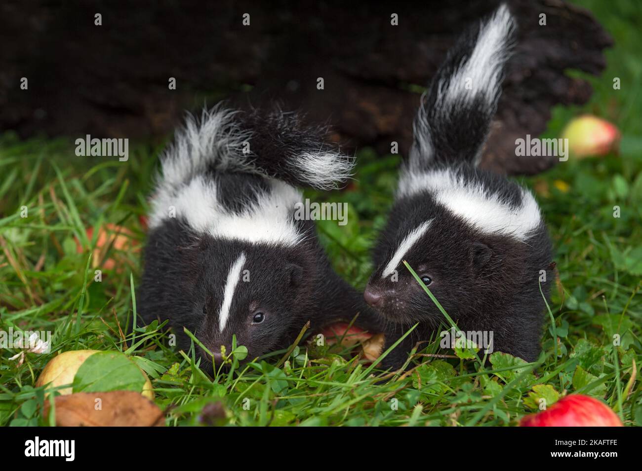Striped Skunk (Mephitis mephitis) Kits Noses in Grass and Apples Summer ...