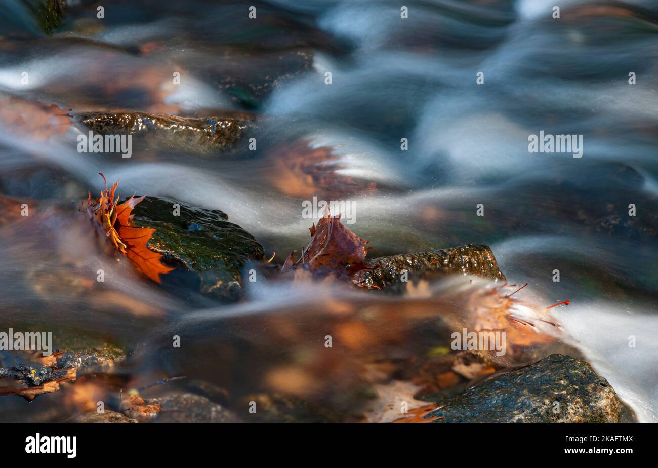 Leaves are stuck between or against rocks in the creek bed by the water ...