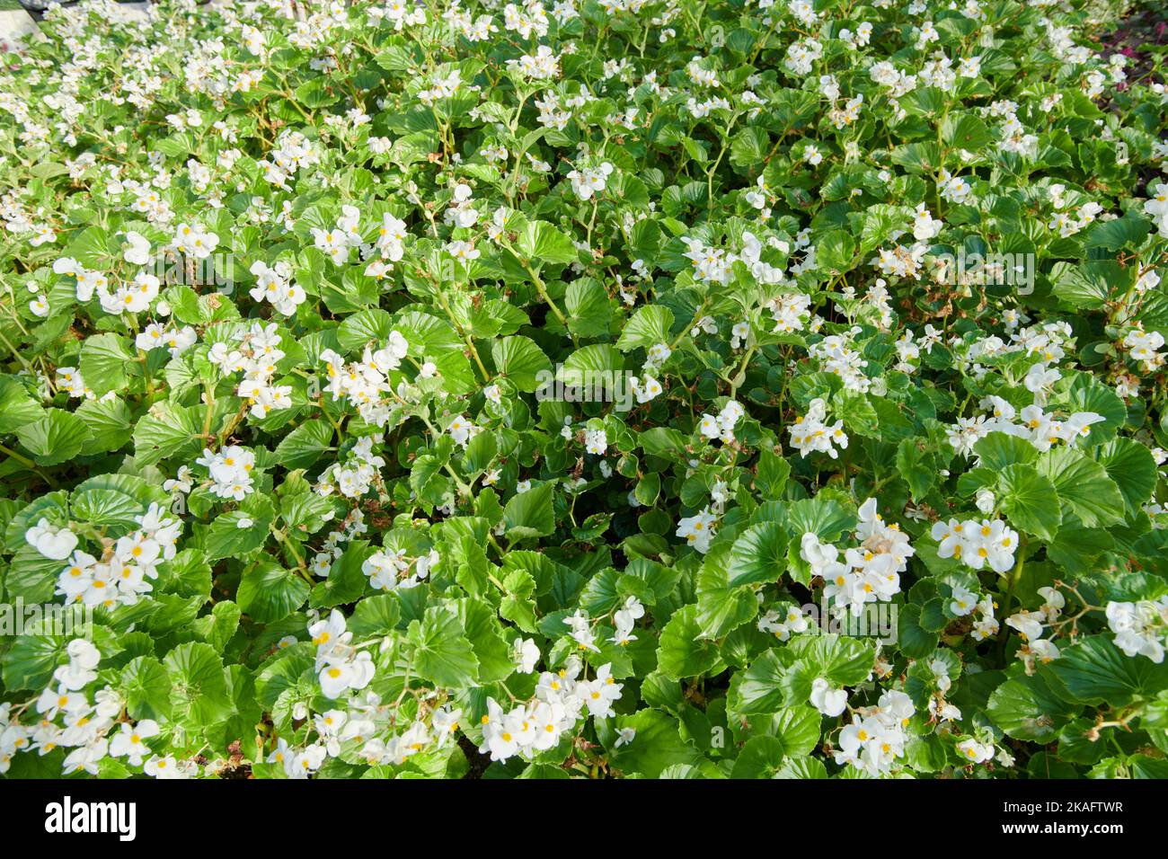 Rare Plants and Fauna Stock Photo - Alamy
