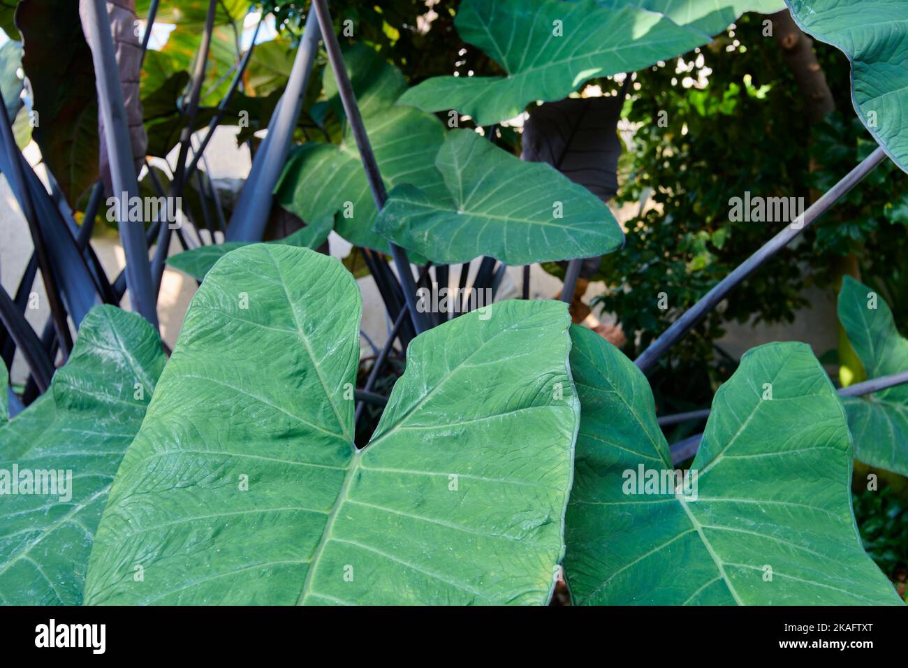 What Rare Flora And Fauna Exist In The Armm at Ronald Roe blog