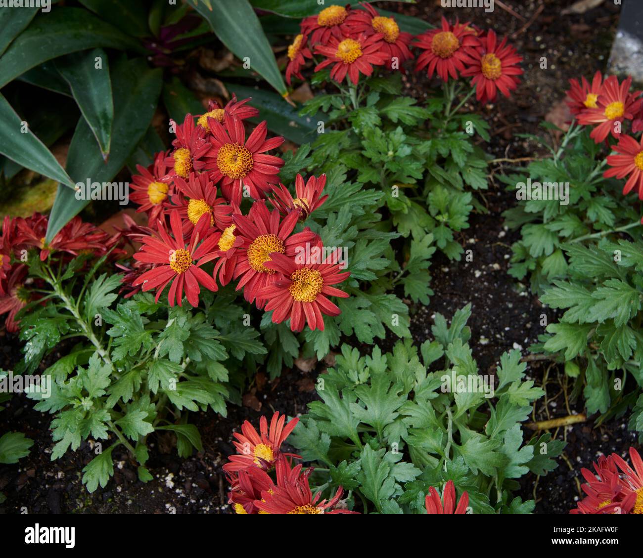 Rare Plants and Fauna Stock Photo - Alamy