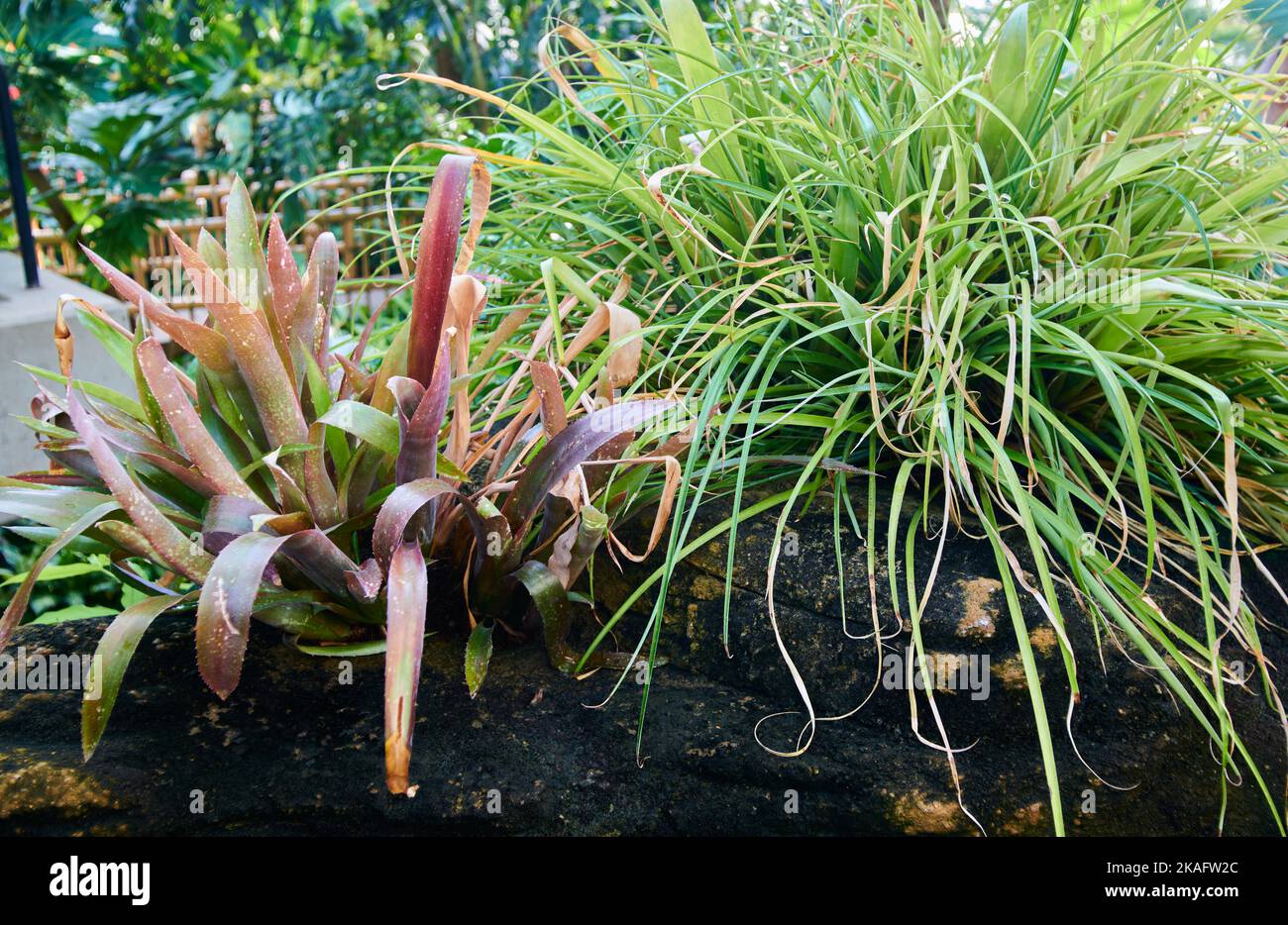 What Rare Flora And Fauna Exist In The Armm at Ronald Roe blog