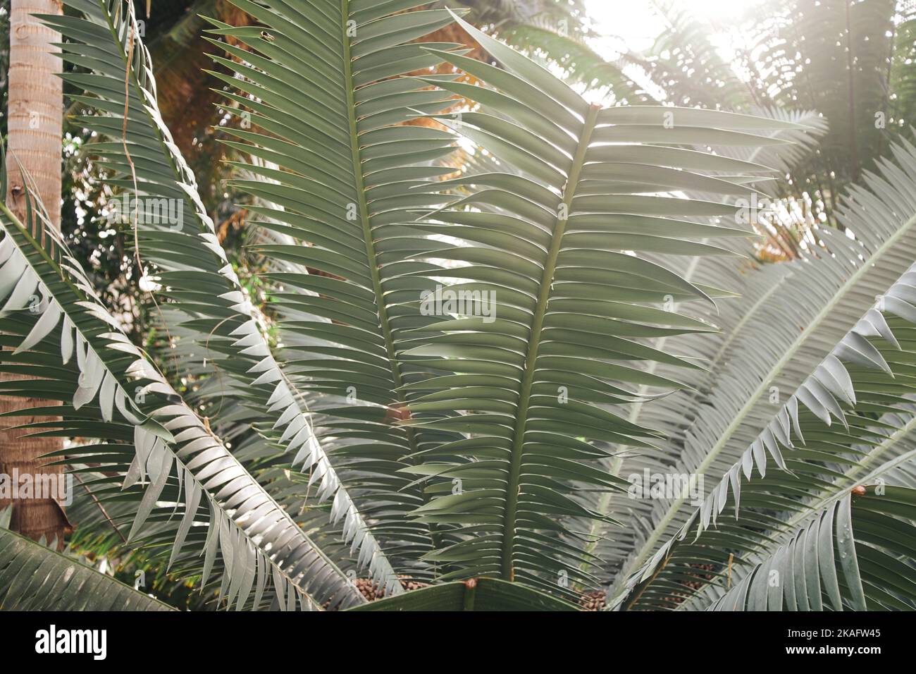 Rare Plants and Fauna Stock Photo - Alamy