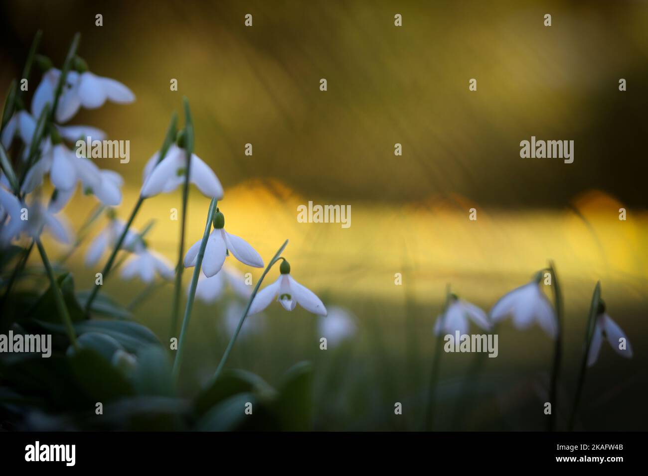 Common snow drop hi-res stock photography and images - Alamy