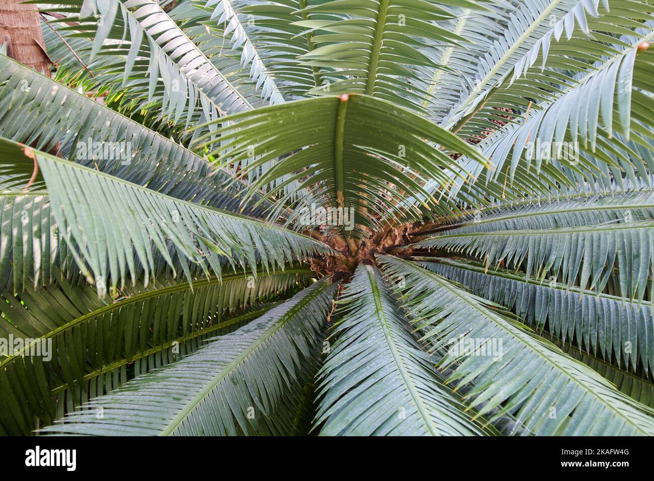 Rare Plants and Fauna Stock Photo - Alamy