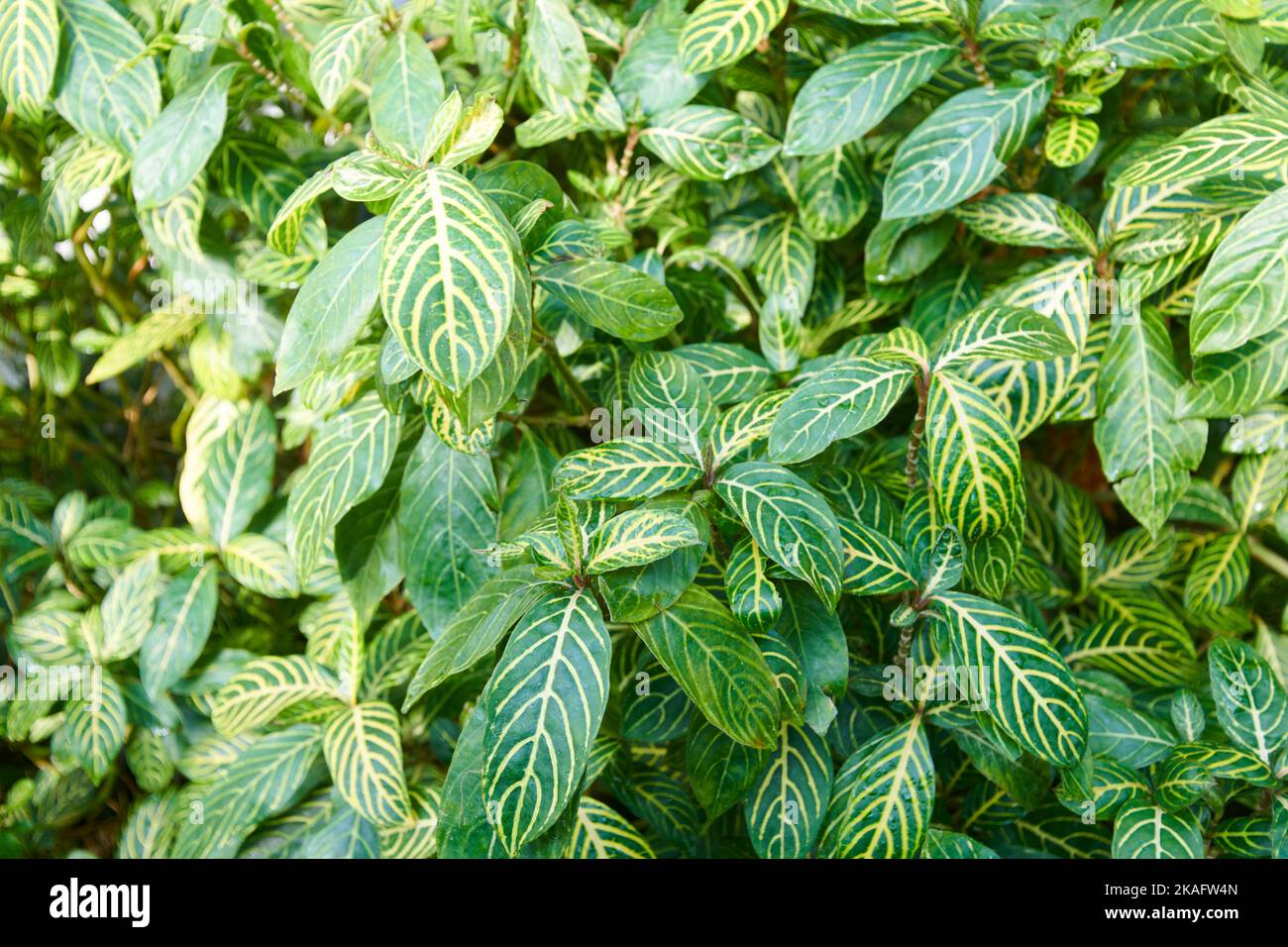 Rare Plants and Fauna Stock Photo - Alamy