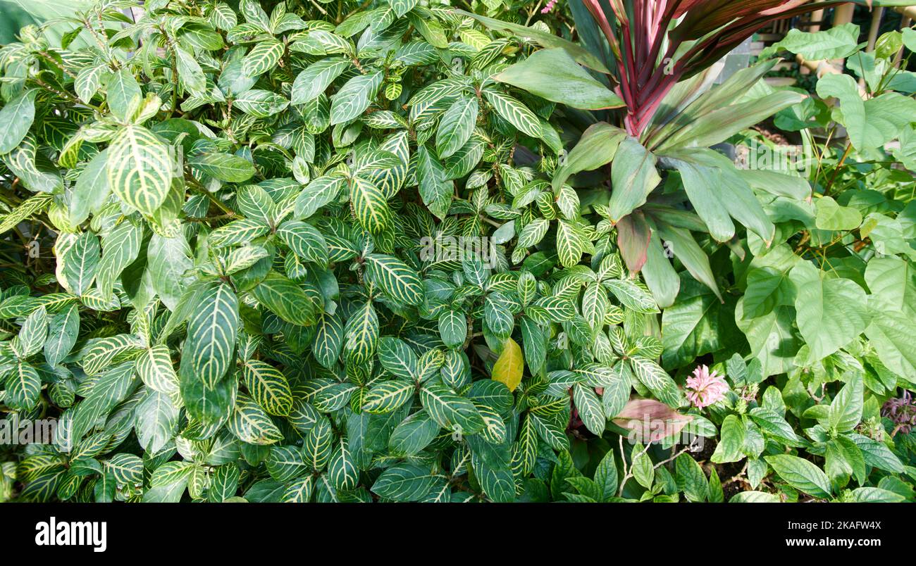Rare Plants and Fauna Stock Photo - Alamy