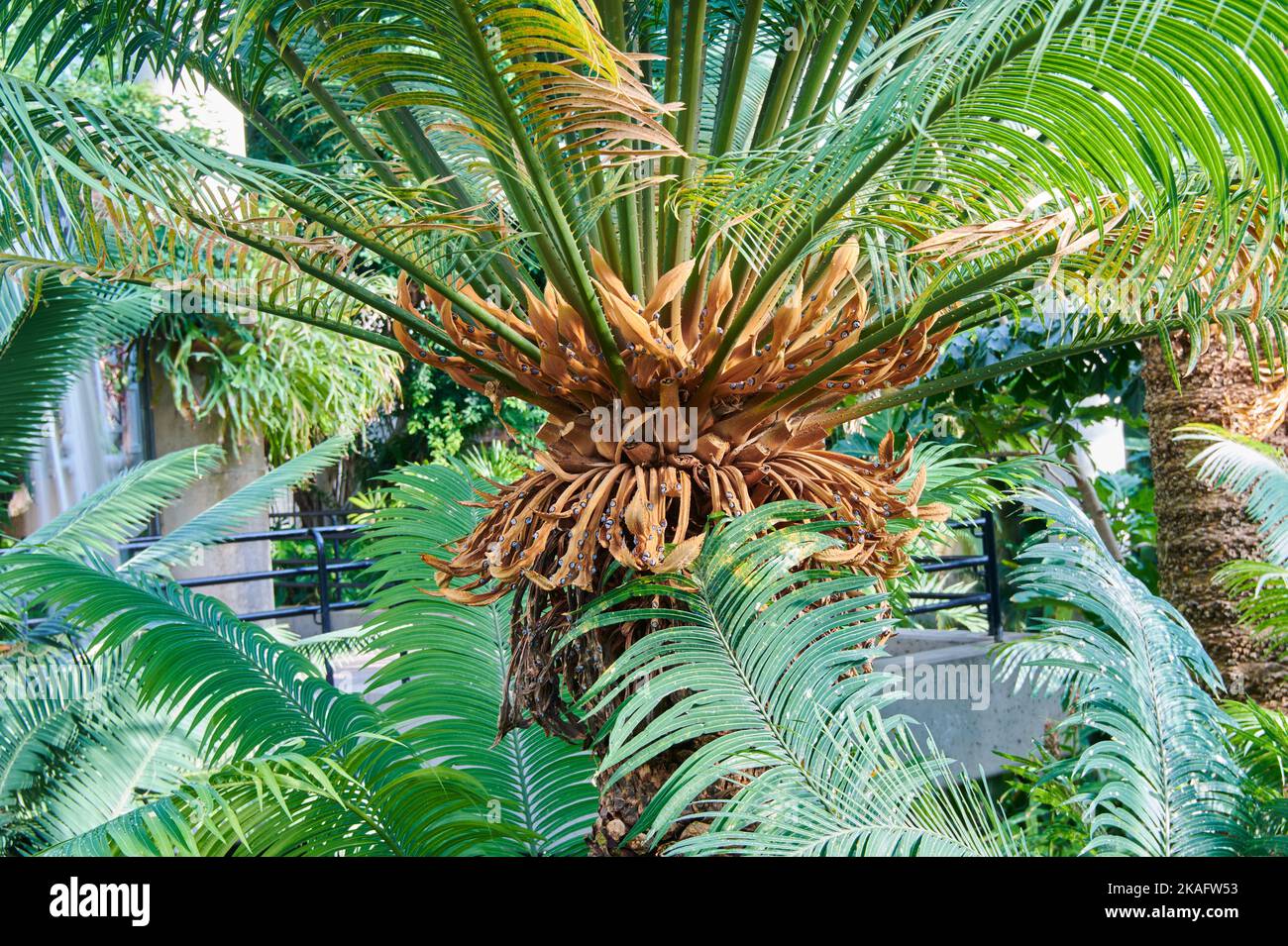 Rare Plants and Fauna Stock Photo - Alamy