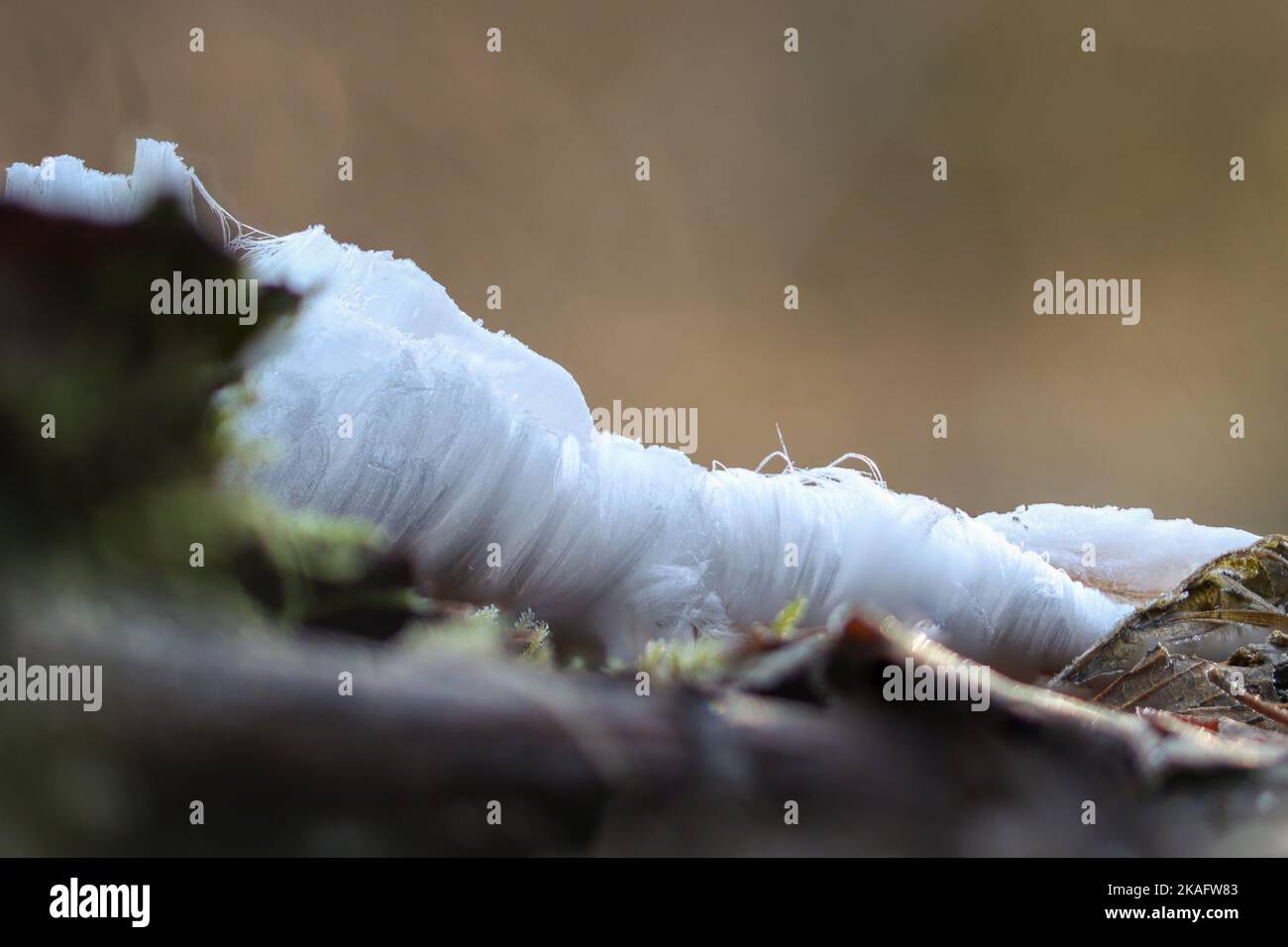 ice wool on rotten wood Stock Photo - Alamy ice wool on rotten wood Stock Photo - Alamy