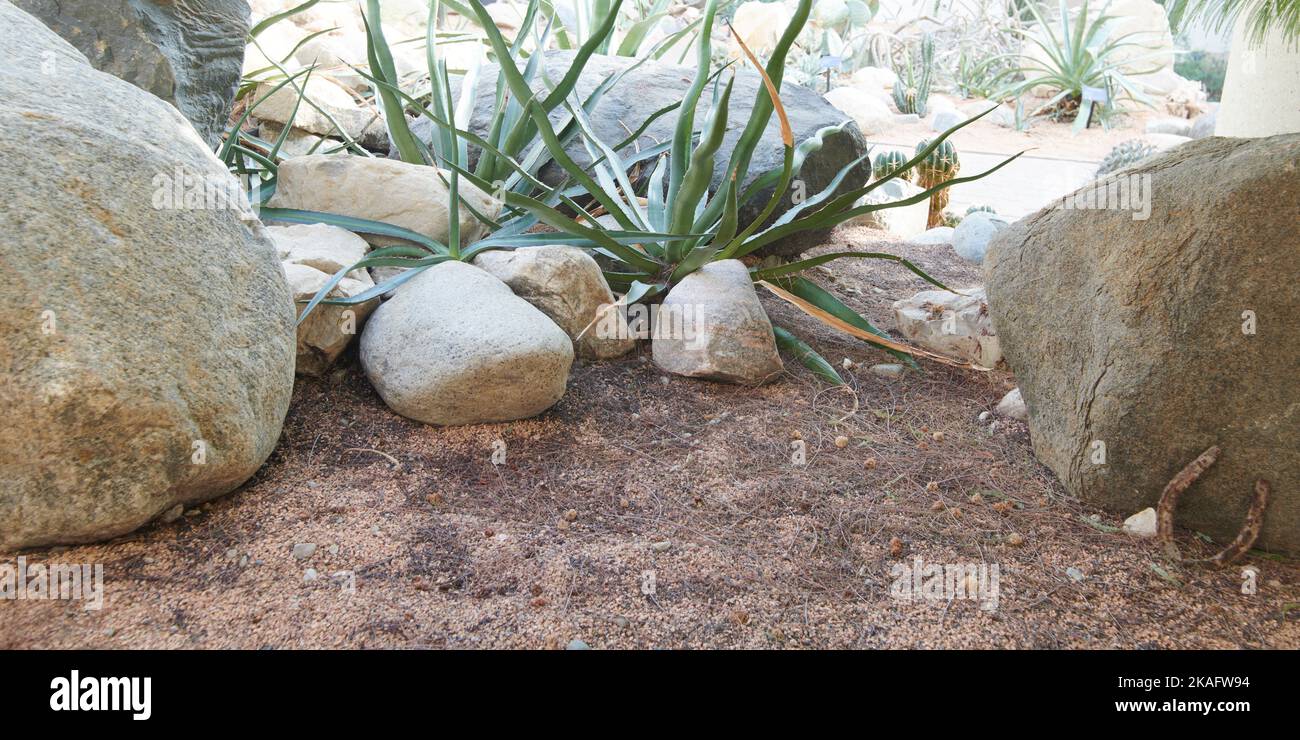 Rare Plants and Fauna Stock Photo - Alamy