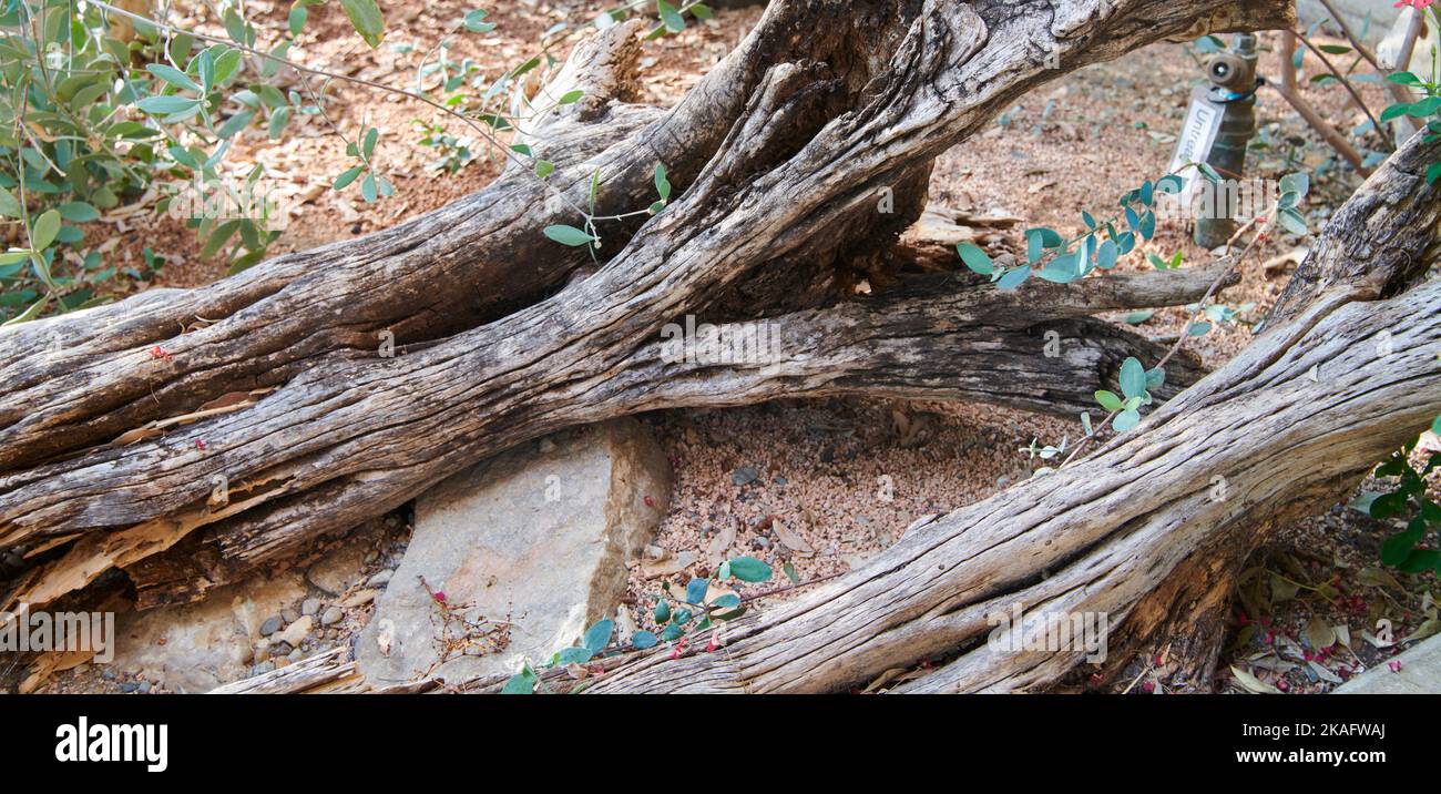 Rare fauna hi-res stock photography and images - Alamy