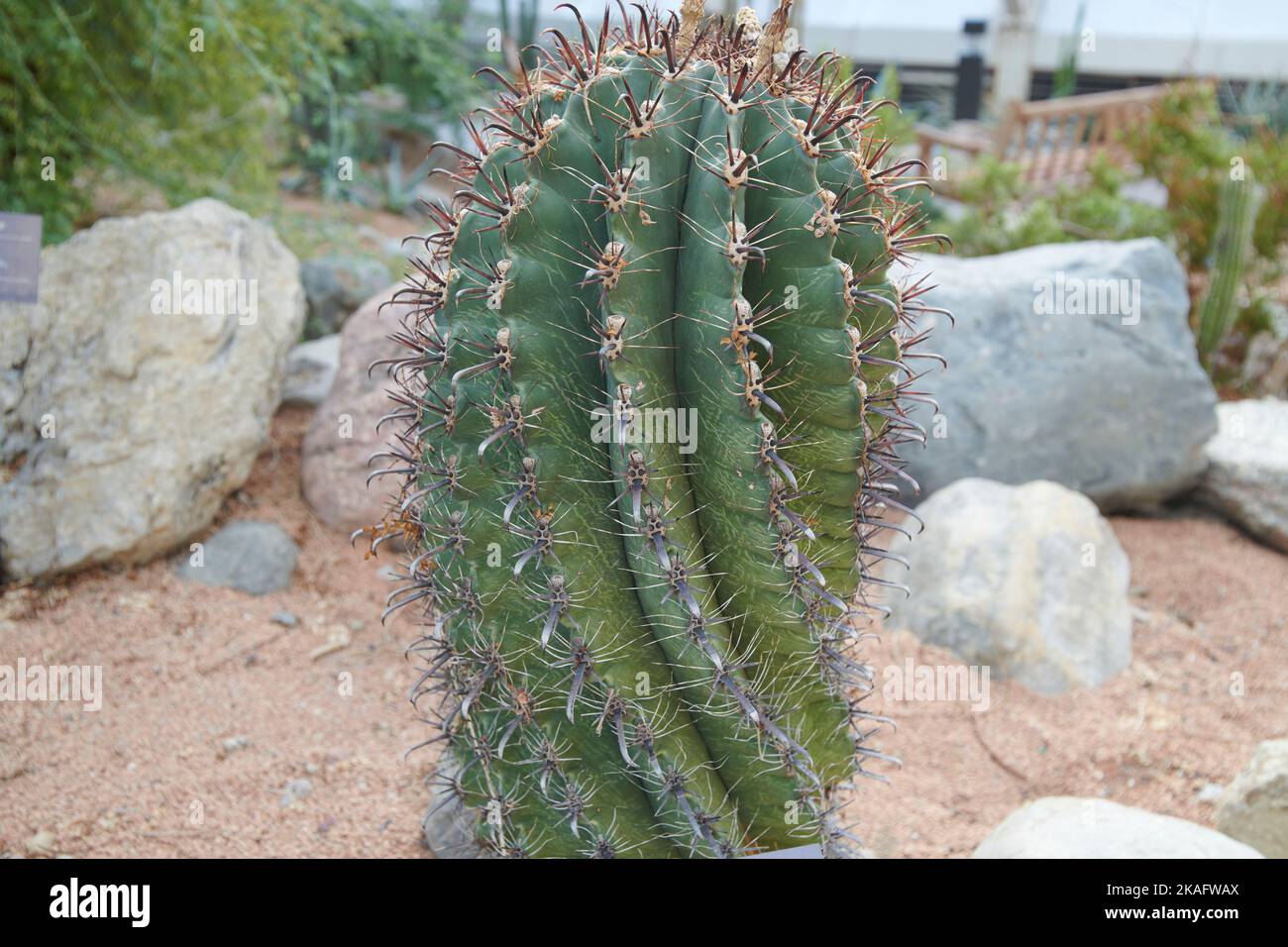 Rare Plants and Fauna Stock Photo - Alamy