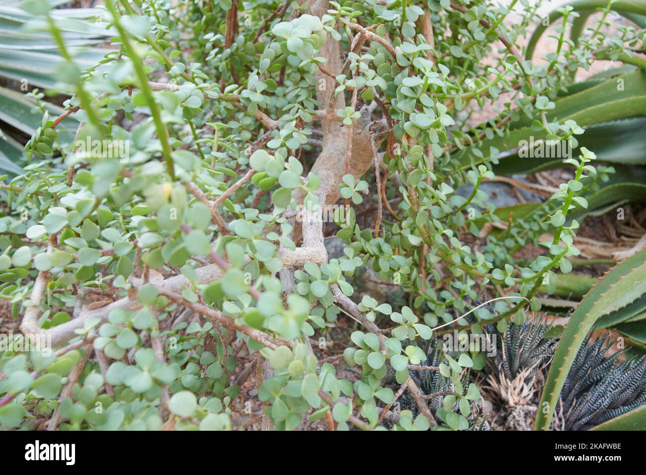 Rare Plants and Fauna Stock Photo - Alamy