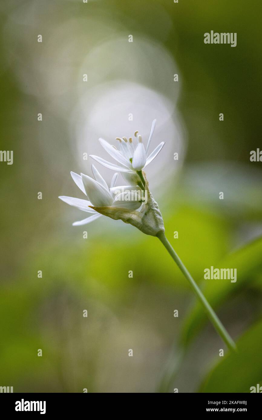 Bärlauch forest hi-res stock photography and images - Alamy