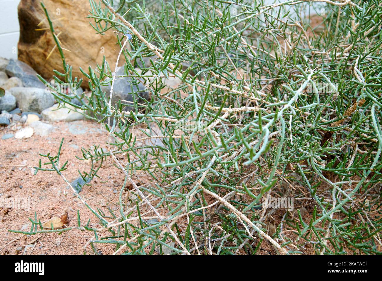 Rare Plants and Fauna Stock Photo - Alamy