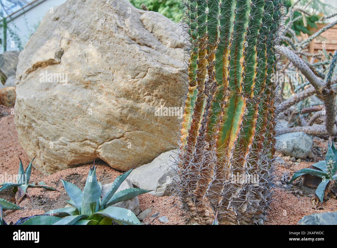 What Rare Flora And Fauna Exist In The Armm at Ronald Roe blog