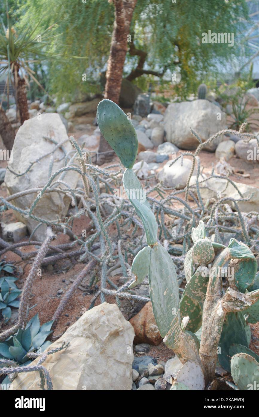 What Rare Flora And Fauna Exist In The Armm at Ronald Roe blog