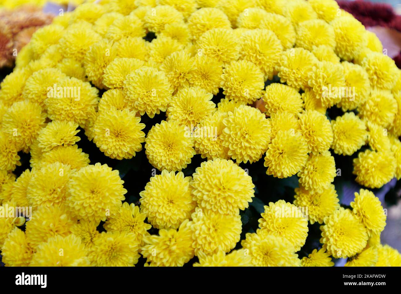 Rare Plants and Fauna Stock Photo - Alamy Rare Plants and Fauna Stock Photo - Alamy
