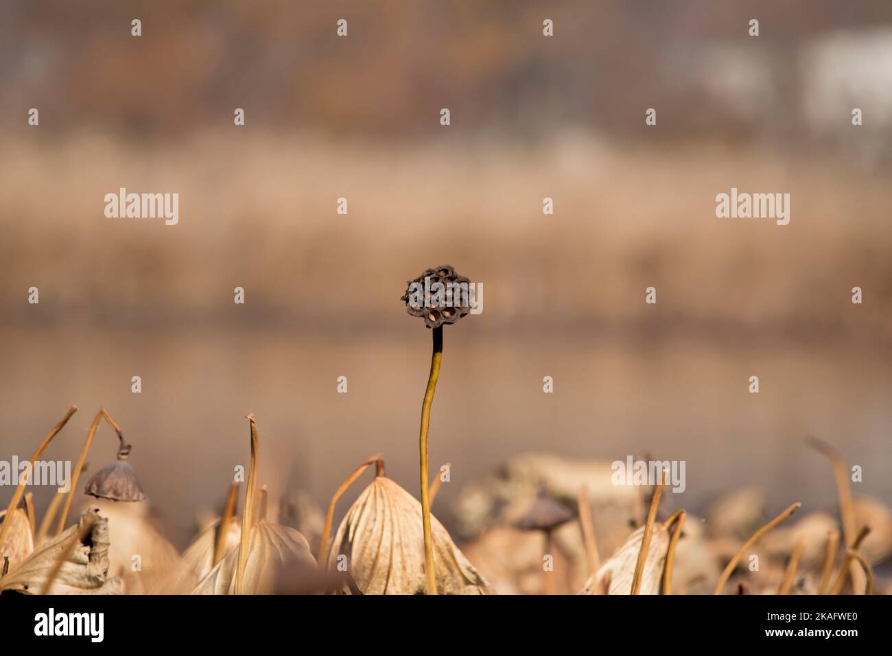 Dried up water lily seed pod sticking up in the marsh with brown ...