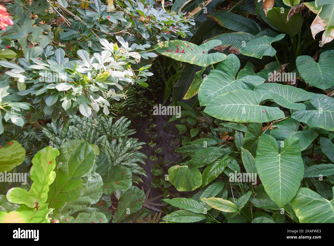 What Rare Flora And Fauna Exist In The Armm at Ronald Roe blog