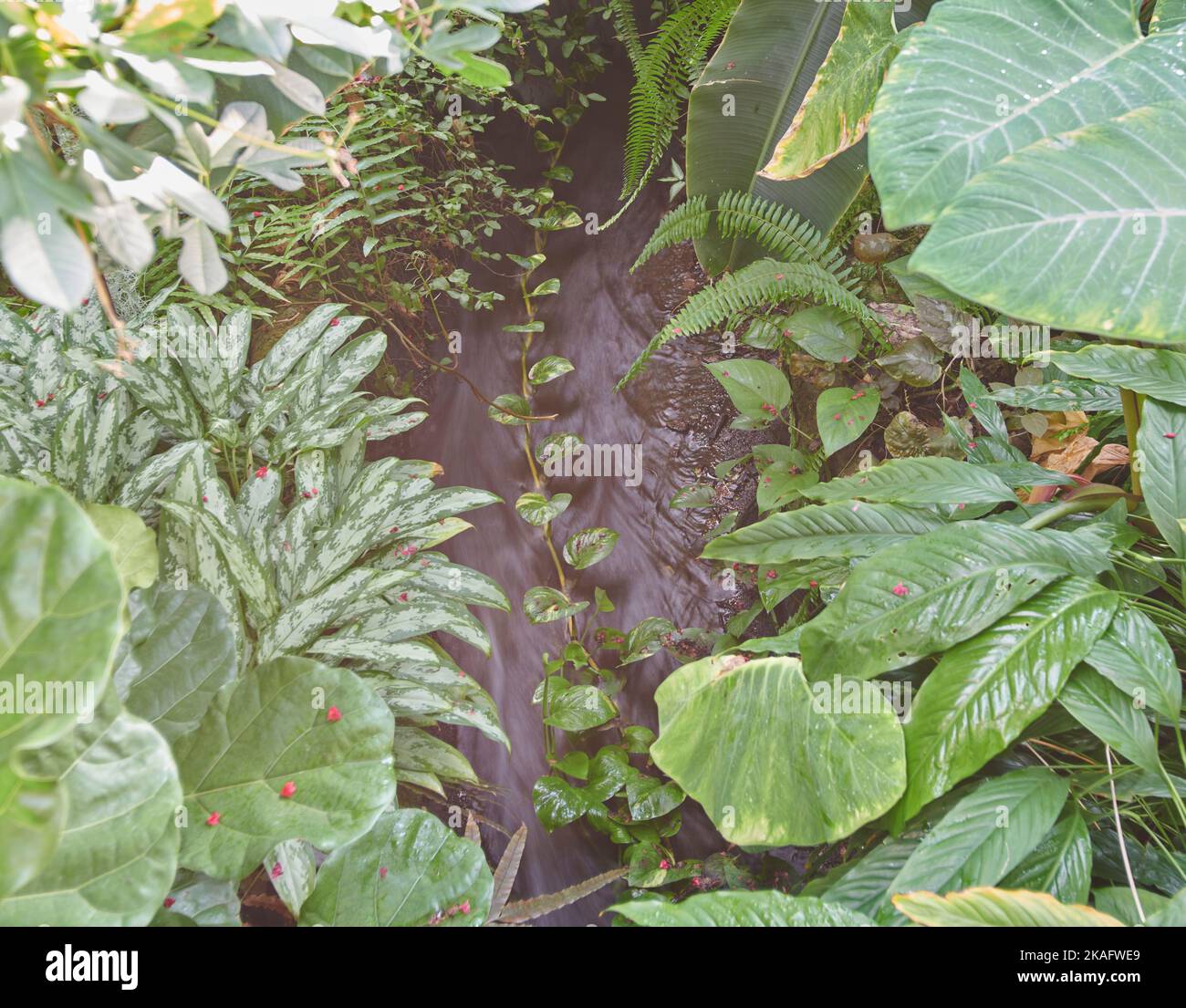 Rare Plants and Fauna Stock Photo - Alamy
