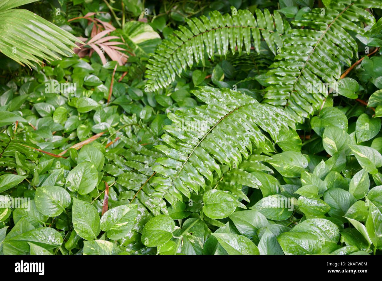 What Rare Flora And Fauna Exist In The Armm at Ronald Roe blog