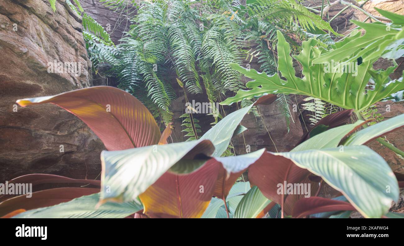 Rare Plants and Fauna Stock Photo - Alamy