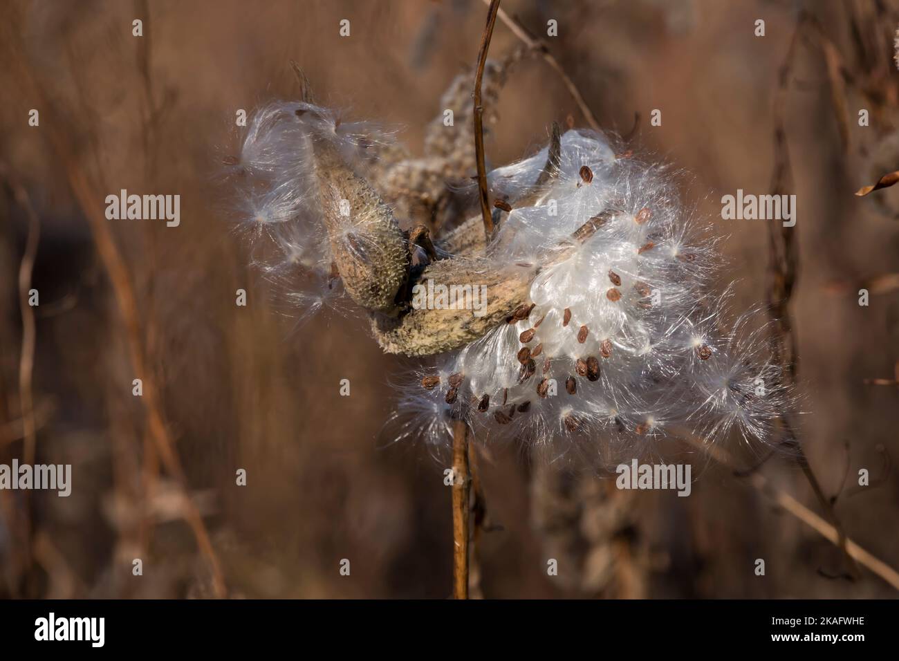 Milkweed seed pod with white fluffy seeds isolated on a brown ...