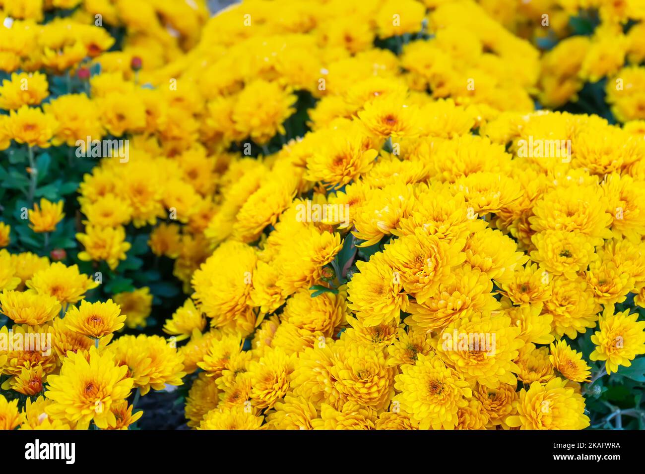 Fresh bright blooming yellow chrysanthemums bushes in autumn garden ...