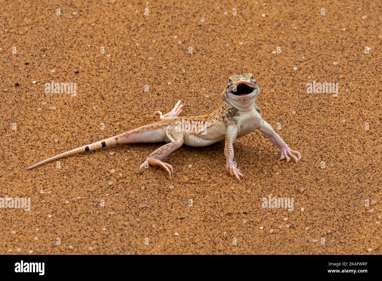 Shovel-snouted lizard (Meroles anchietae), Namib Desert, Namibia Stock ...