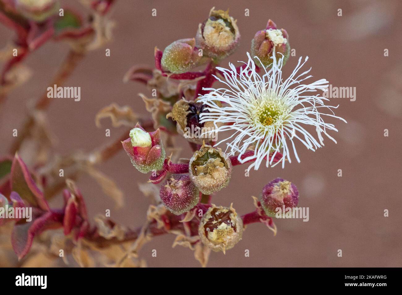 African desert flora hi-res stock photography and images - Alamy