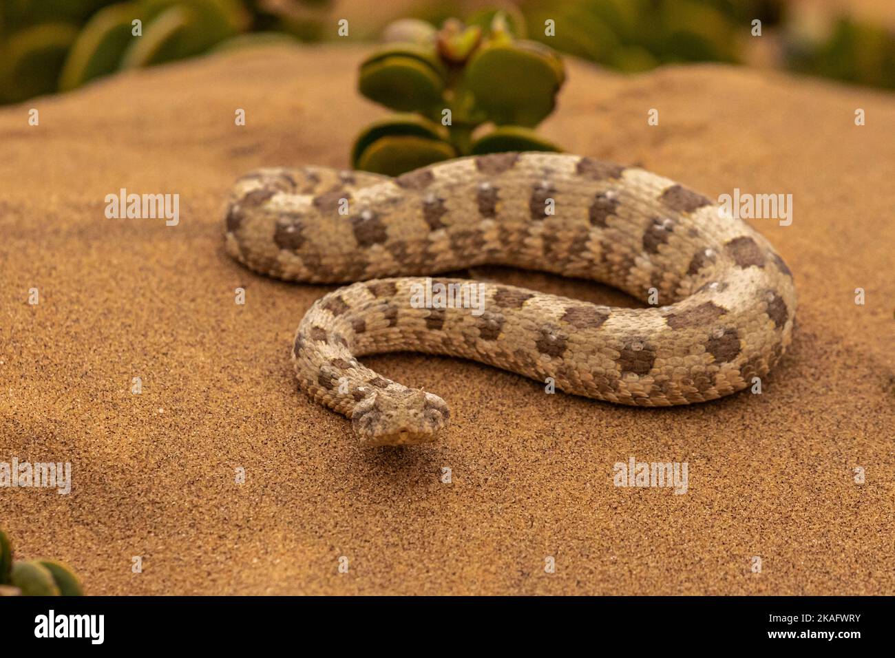 Horned adder (bitis caudalis) in the Namib desert NP, Namibia Stock ...