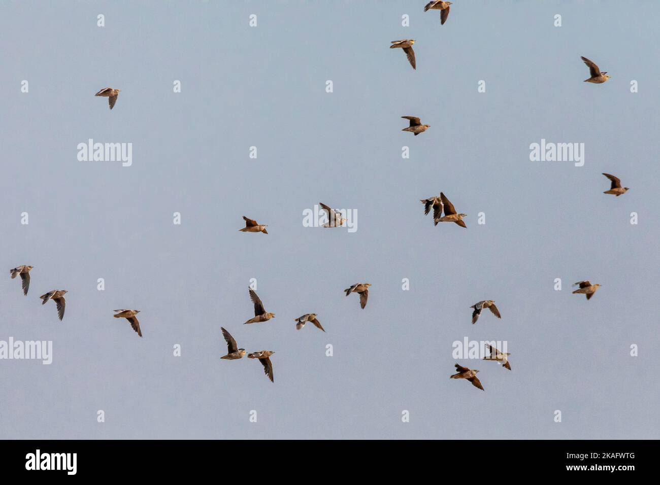 African grouse hi-res stock photography and images - Alamy
